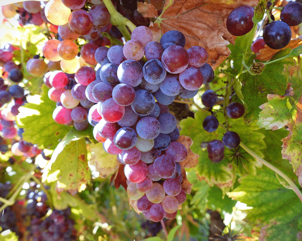 Exploring Grenache: A Journey Through Its Light and Fruity Charms ...